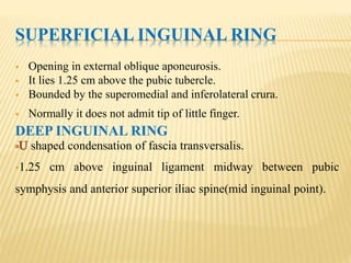 Superficial Inguinal Ring Palpation