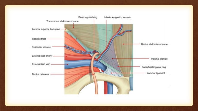 Inguinal hernia ; Treatment & Pathophisiology presentation | PPT