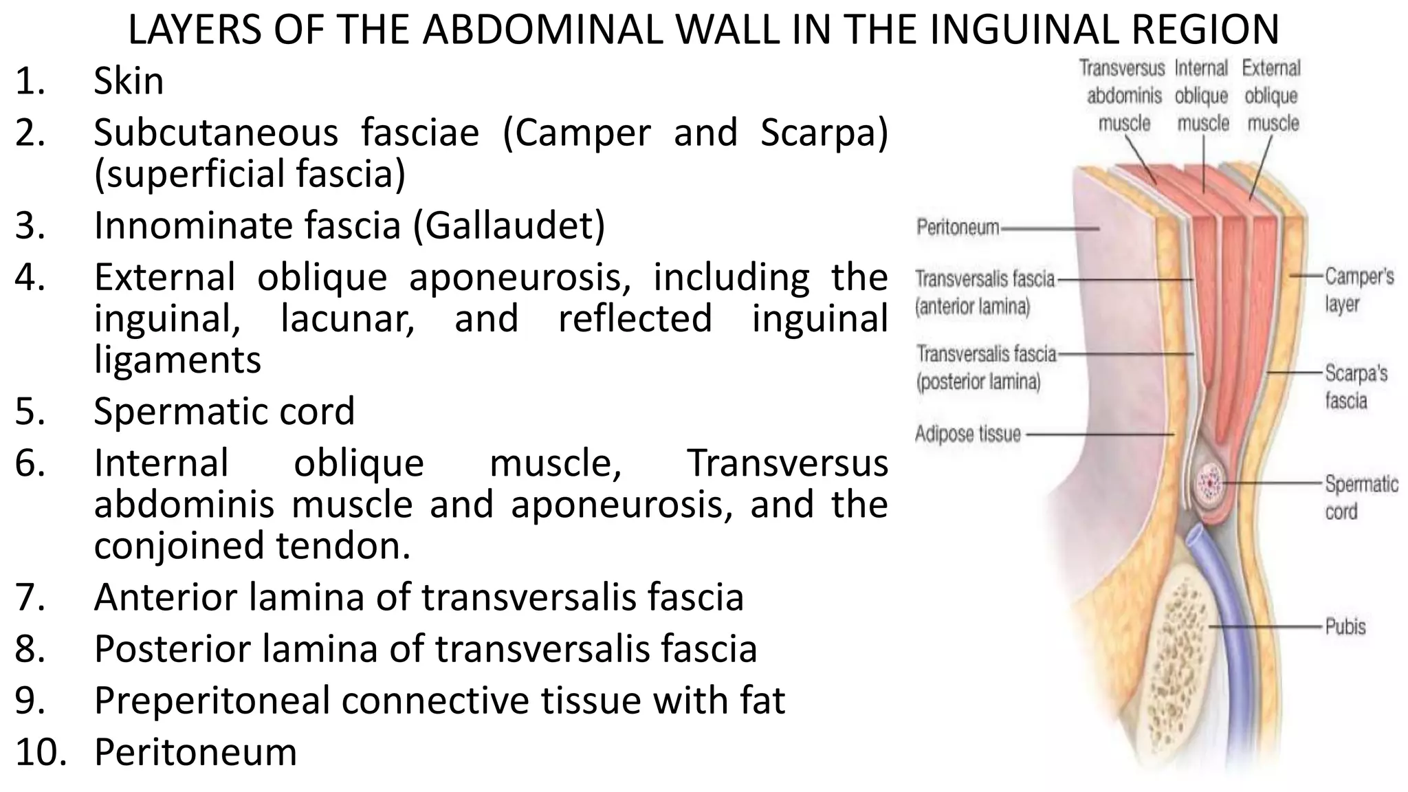 Inguinal hernia and its management | PPTX