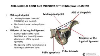 Mid Inguinal Point Vs Midpoint Inguinal Ligament Google
