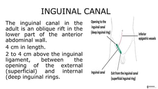 Superficial Inguinal Ring Palpation