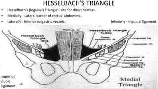 Inguinal hernia and its management | PPT