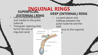 Inguinal Hernia powerpoint - surgery review | PPTX