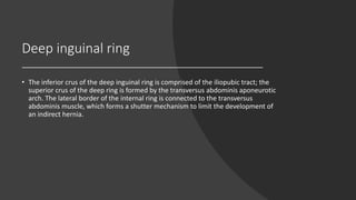 Inguinal Hernia | PPTX