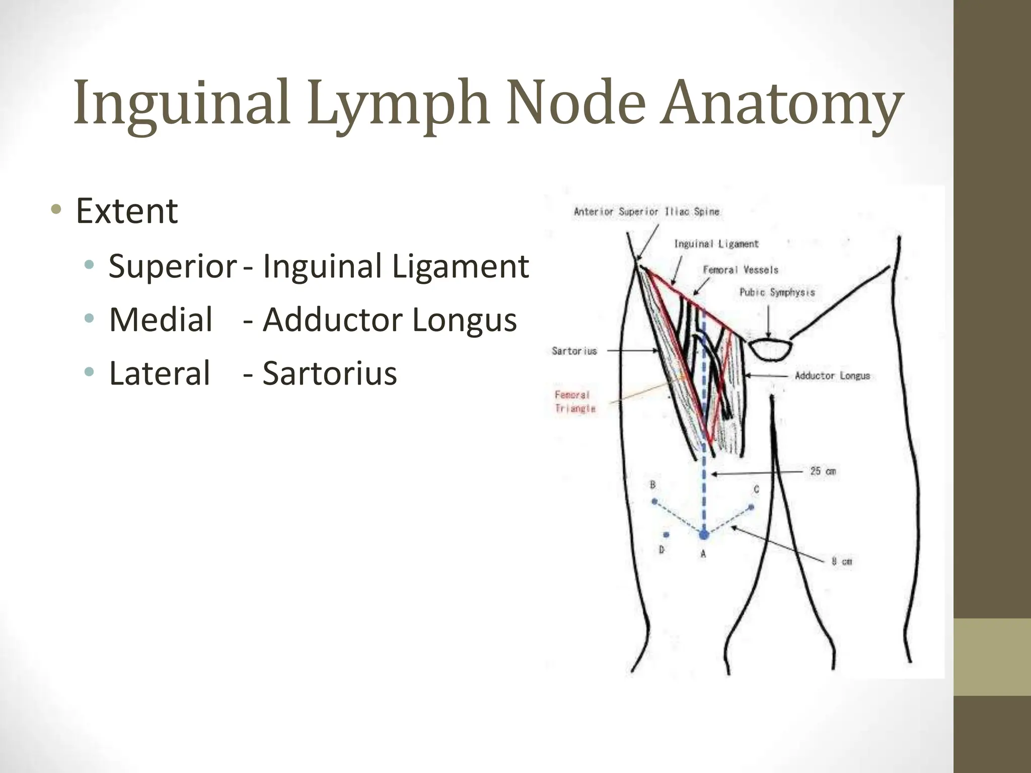 Inguinal Lymph Nodesppt