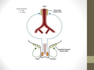 inguinal lymph nodes.ppt