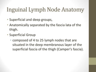inguinal lymph nodes.ppt