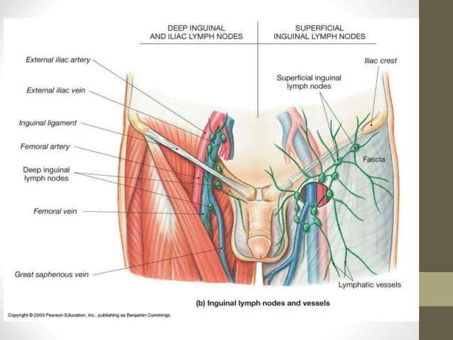 Inguinal Lymph Nodes Ppt Sexual Conditions Sexual Health