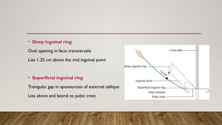 Anatomy of the Inguinoscrotal Region brief about direct and indirect ...
