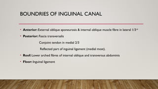 Anatomy of the Inguinoscrotal Region brief about direct and indirect ...