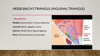 Anatomy of the Inguinoscrotal Region brief about direct and indirect ...