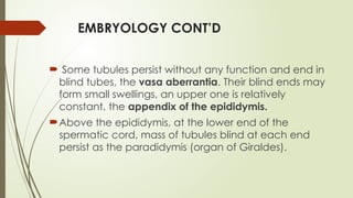 Inguinal Region,Hernia And Scrotum 2024.pptyyyyyyyyyyx | PPTX