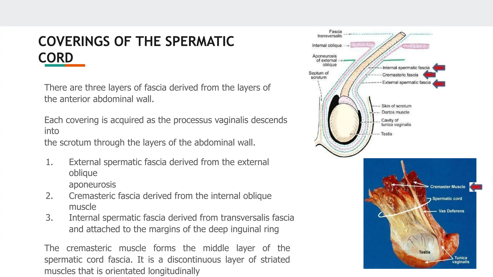 Inguinal Swelling and Undescended Testis (1).pdf