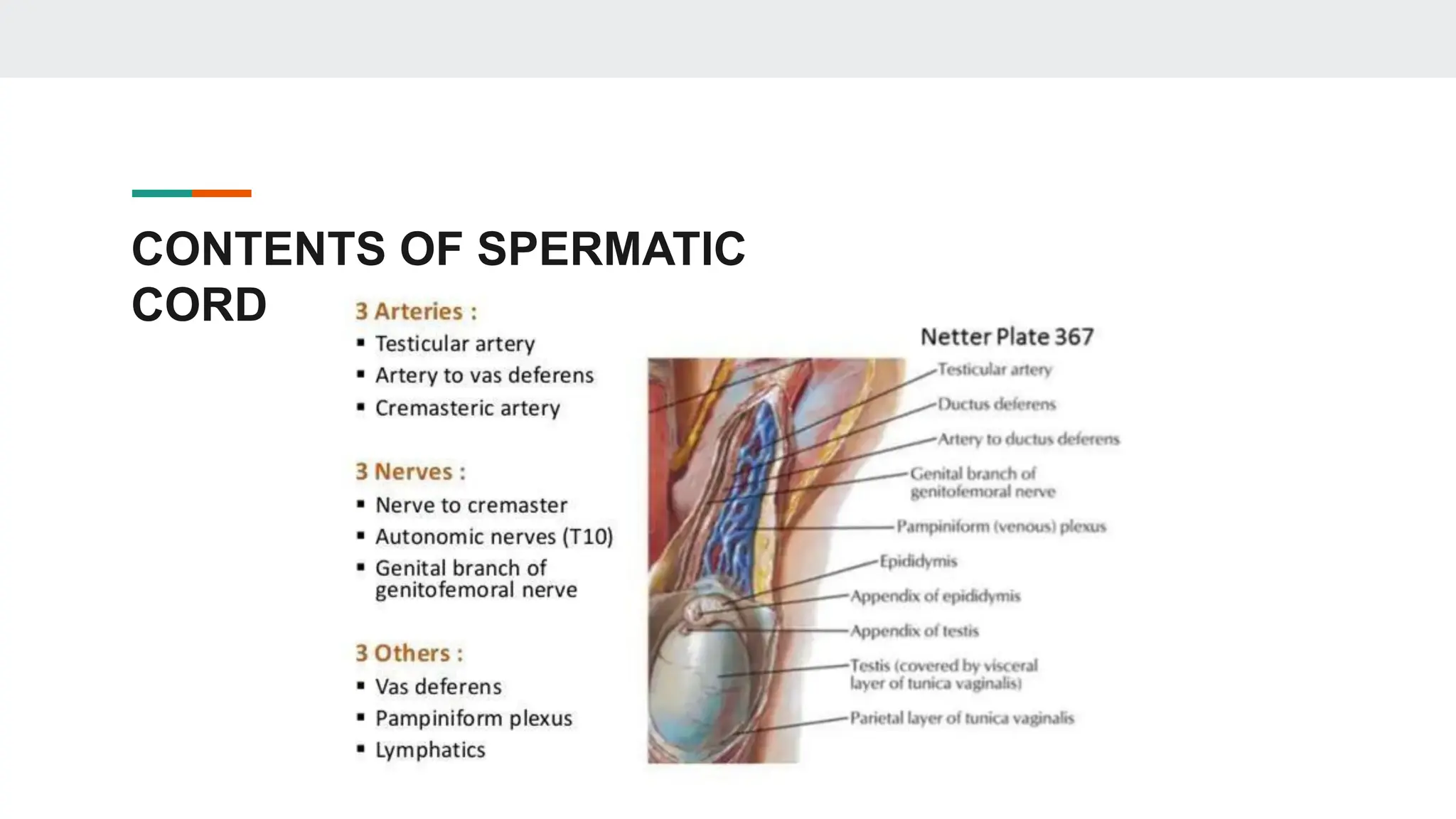 Inguinal Swelling and Undescended Testis (1).pdf