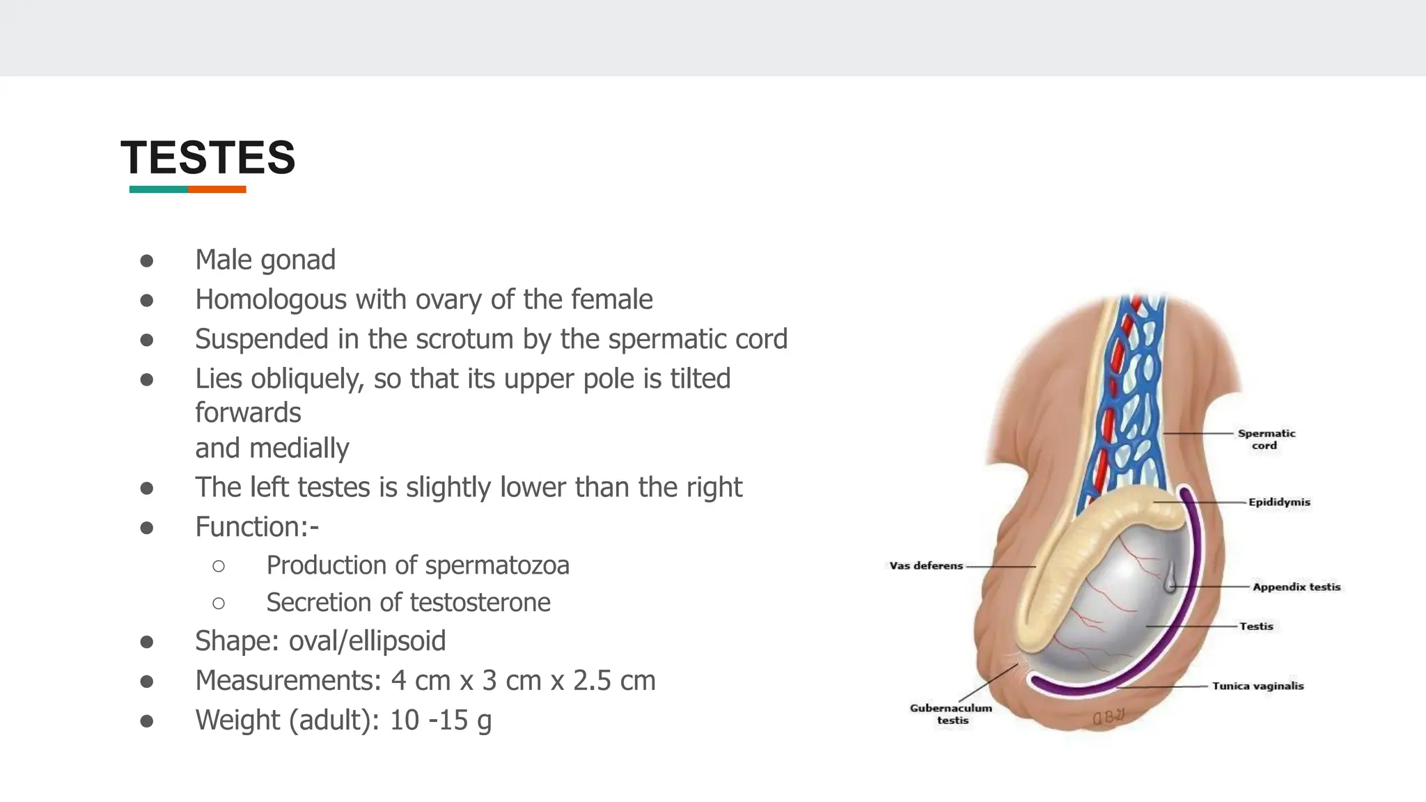 Inguinal Swelling and Undescended Testis (1).pdf