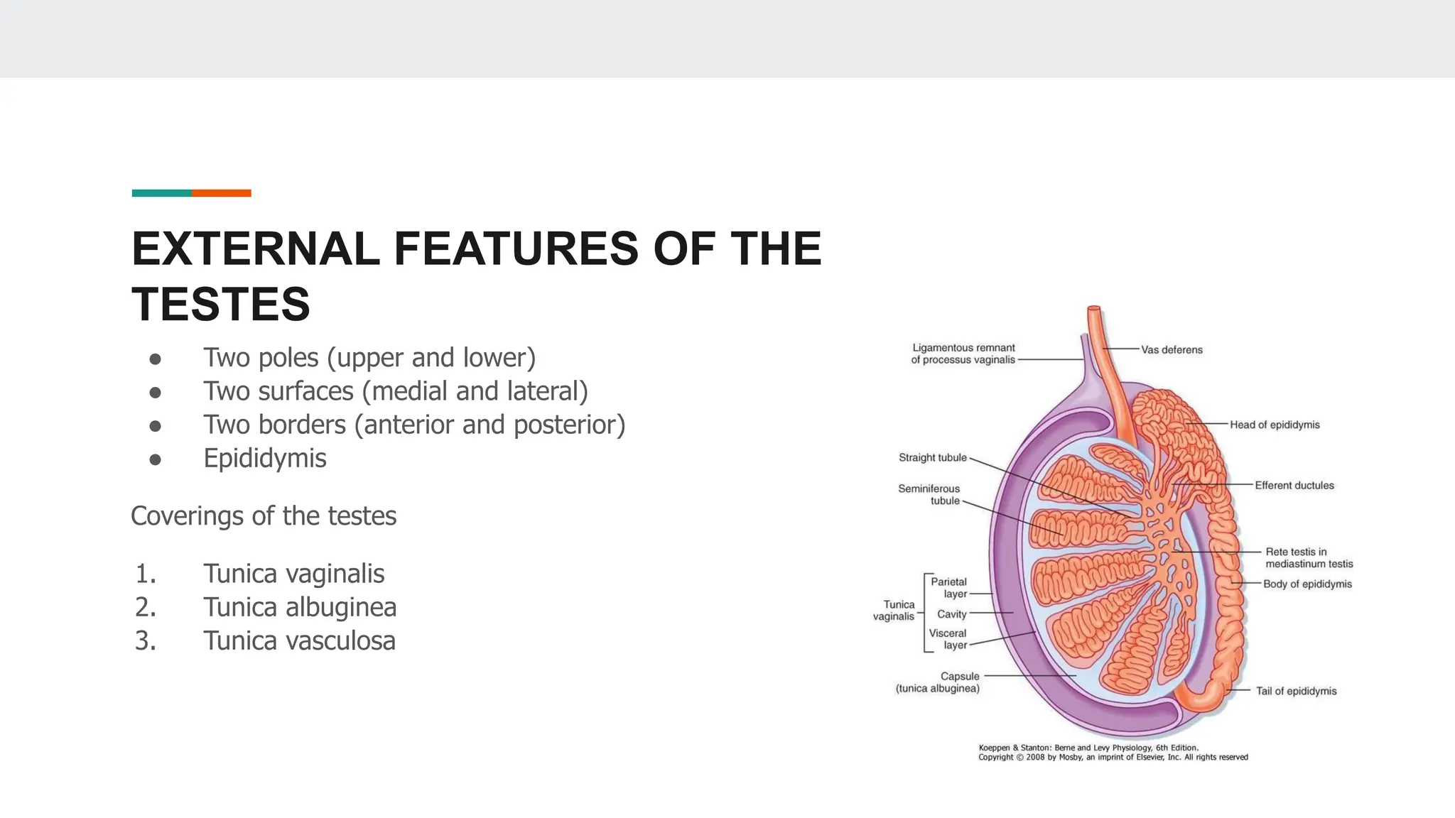 Inguinal Swelling and Undescended Testis (1).pdf