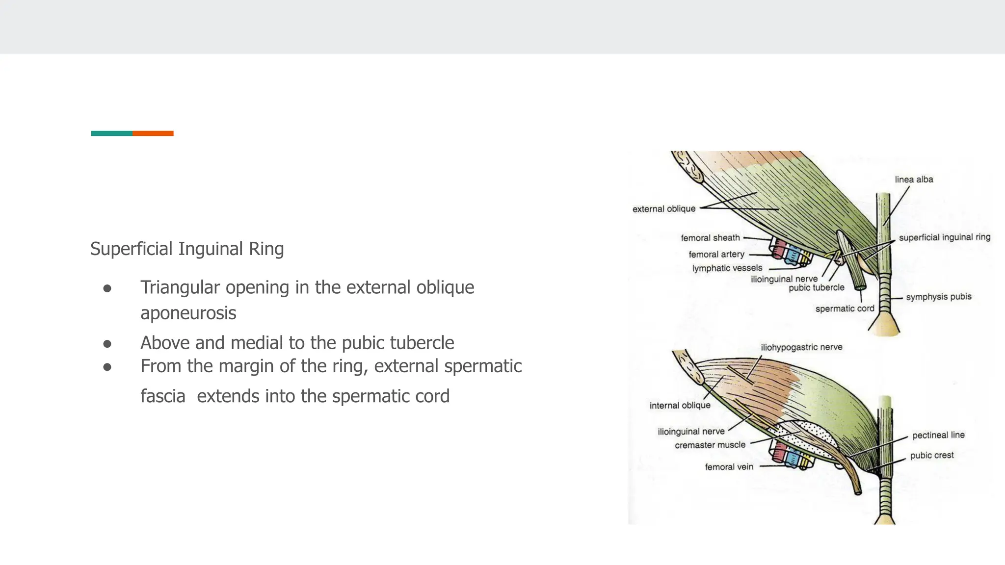 Inguinal Swelling and Undescended Testis (1).pdf