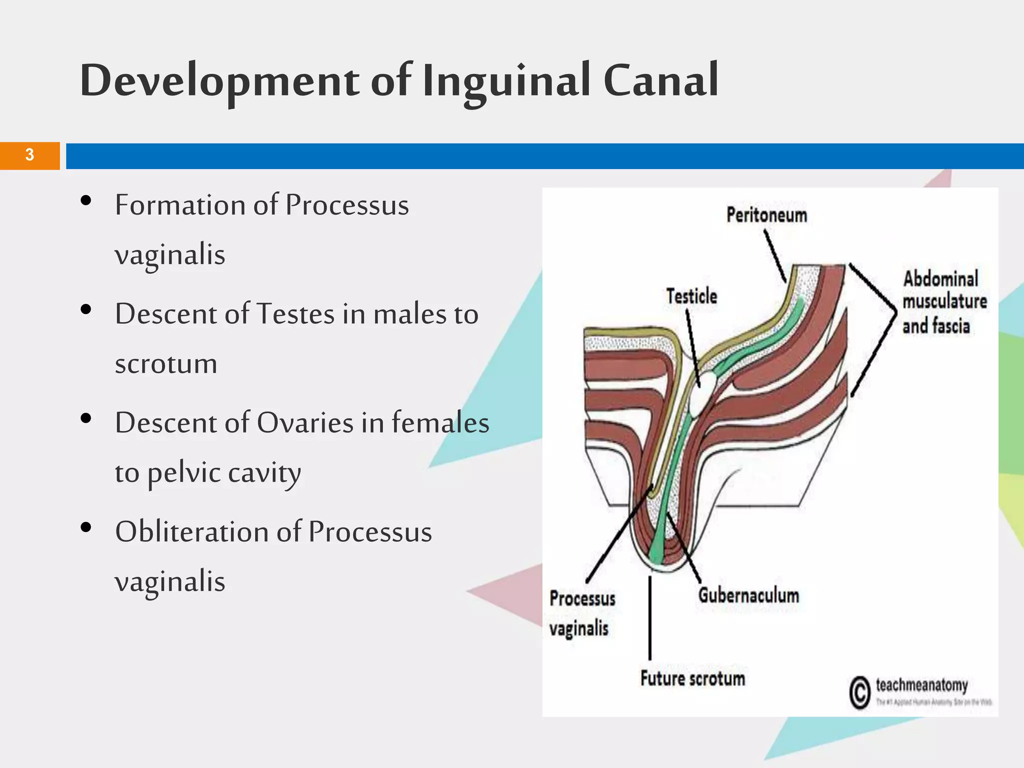 Inguninal hernia pbl | PPTX
