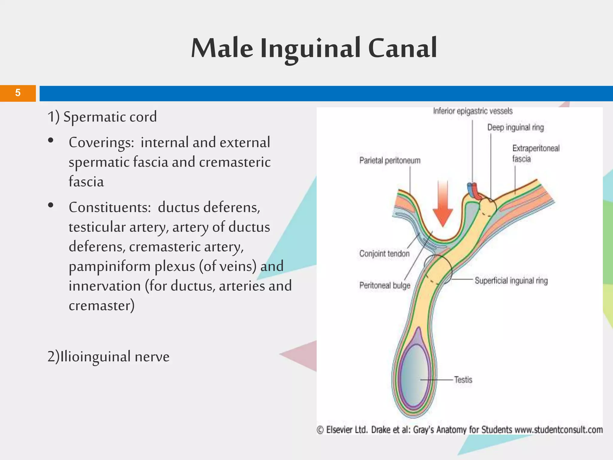Inguninal hernia pbl | PPTX