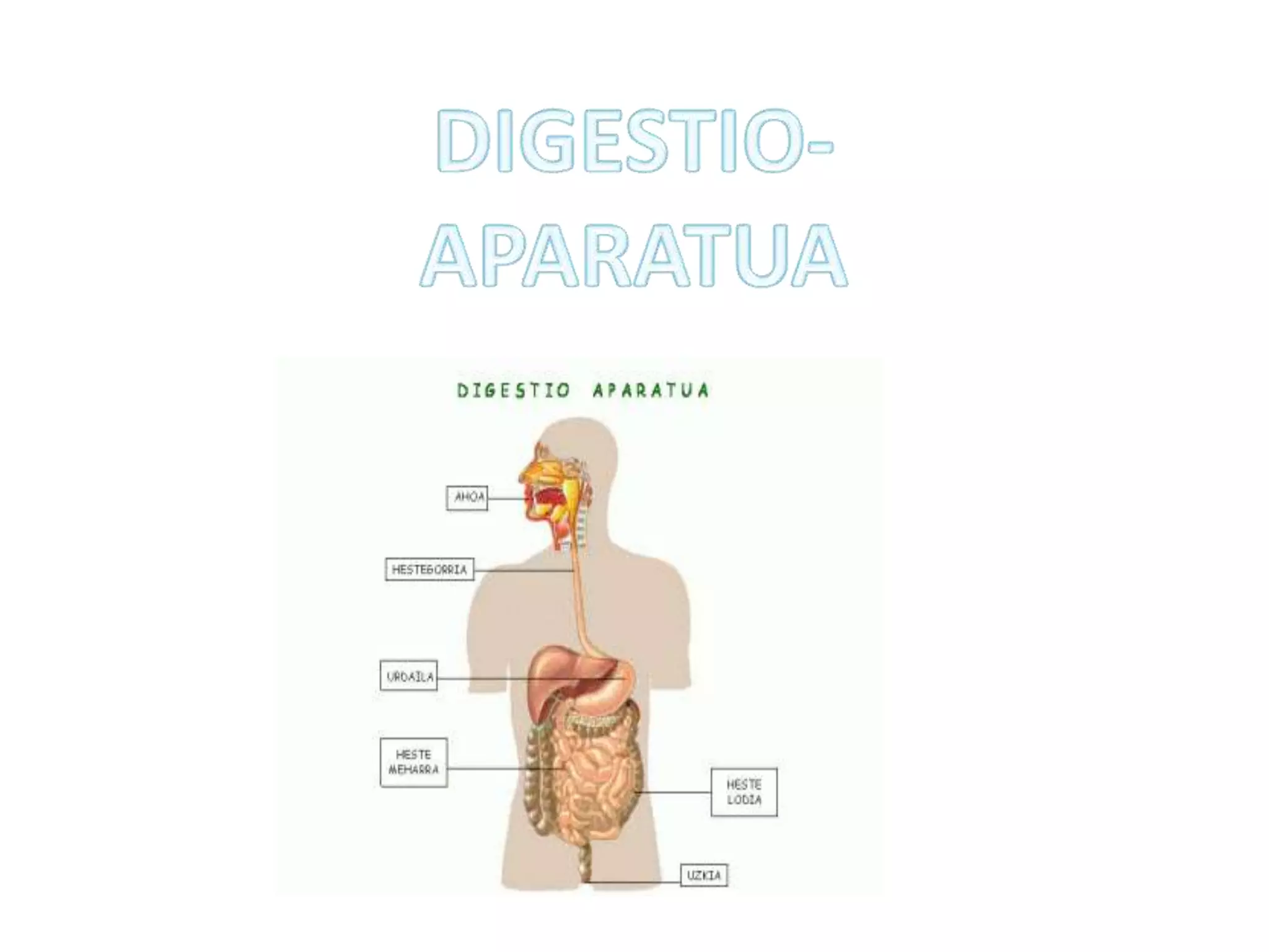 Digestio-aparatua | PPTX