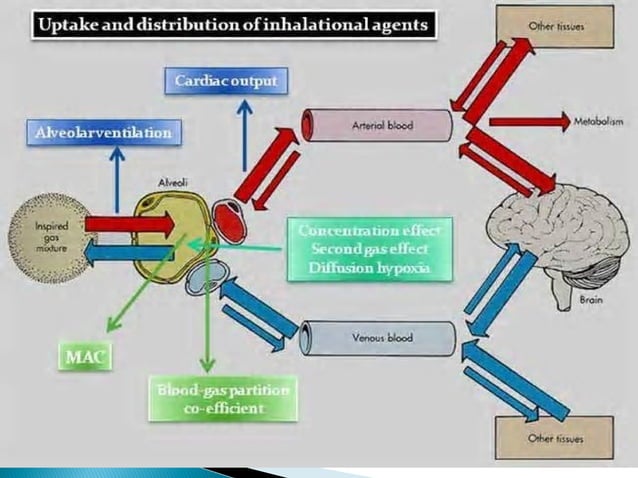 Inhalational Anesthetic Agents | PPT | Lung and Respiratory Health ...