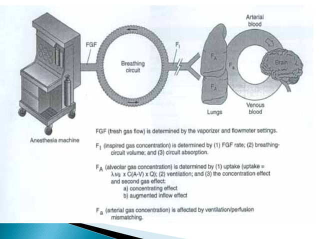 Inhalational Anesthetic Agents | PPT | Lung and Respiratory Health ...