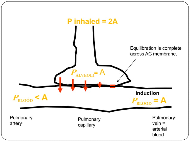 Inhalational anaesthetics pharmacokinetics & pharmacodynamics, uptake ...