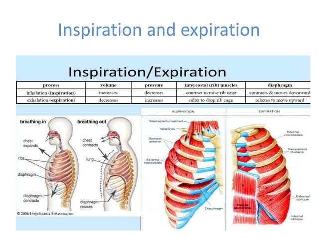 Inhalation and exhalation by rn | PPTX