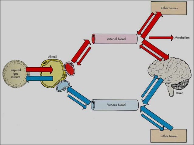inhalational Anesthetic agents drugs.pptx | Lung and Respiratory Health ...