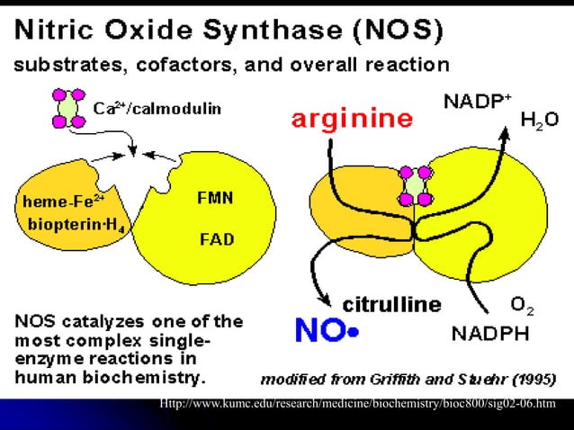 Inhaled Nitric Oxide in Acute Respiratory Distress Syndrome | PPSX ...