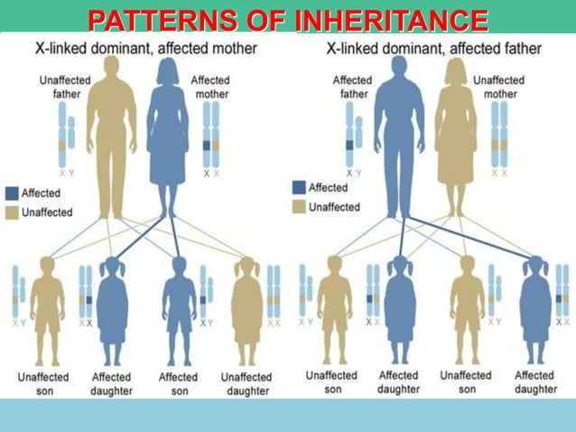 Basim Zwain Lectures- Inheritance | PPTX | Genetics | Science