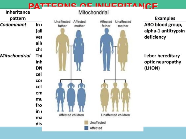 Basim Zwain Lectures- Inheritance | PPTX | Genetics | Science