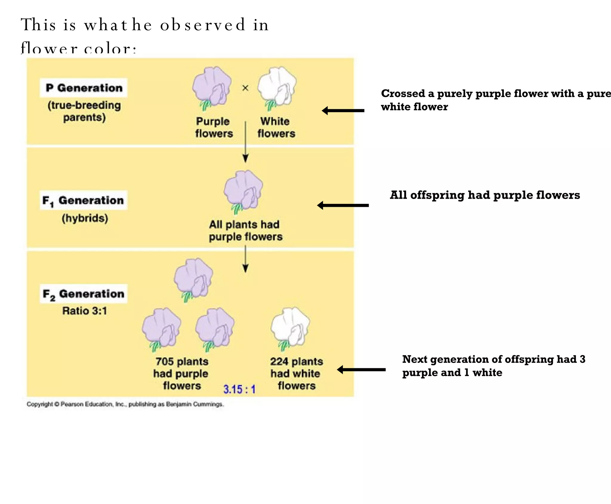 Inheritance Study Guide | PPT