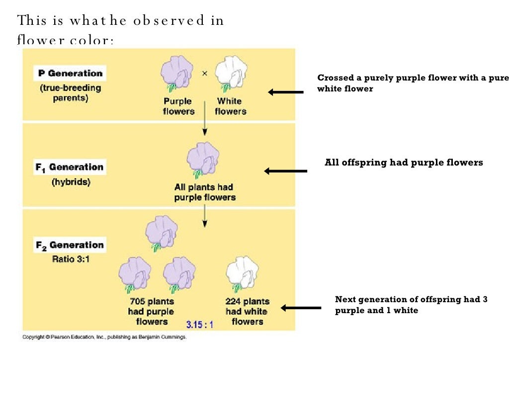 Inheritance Study Guide