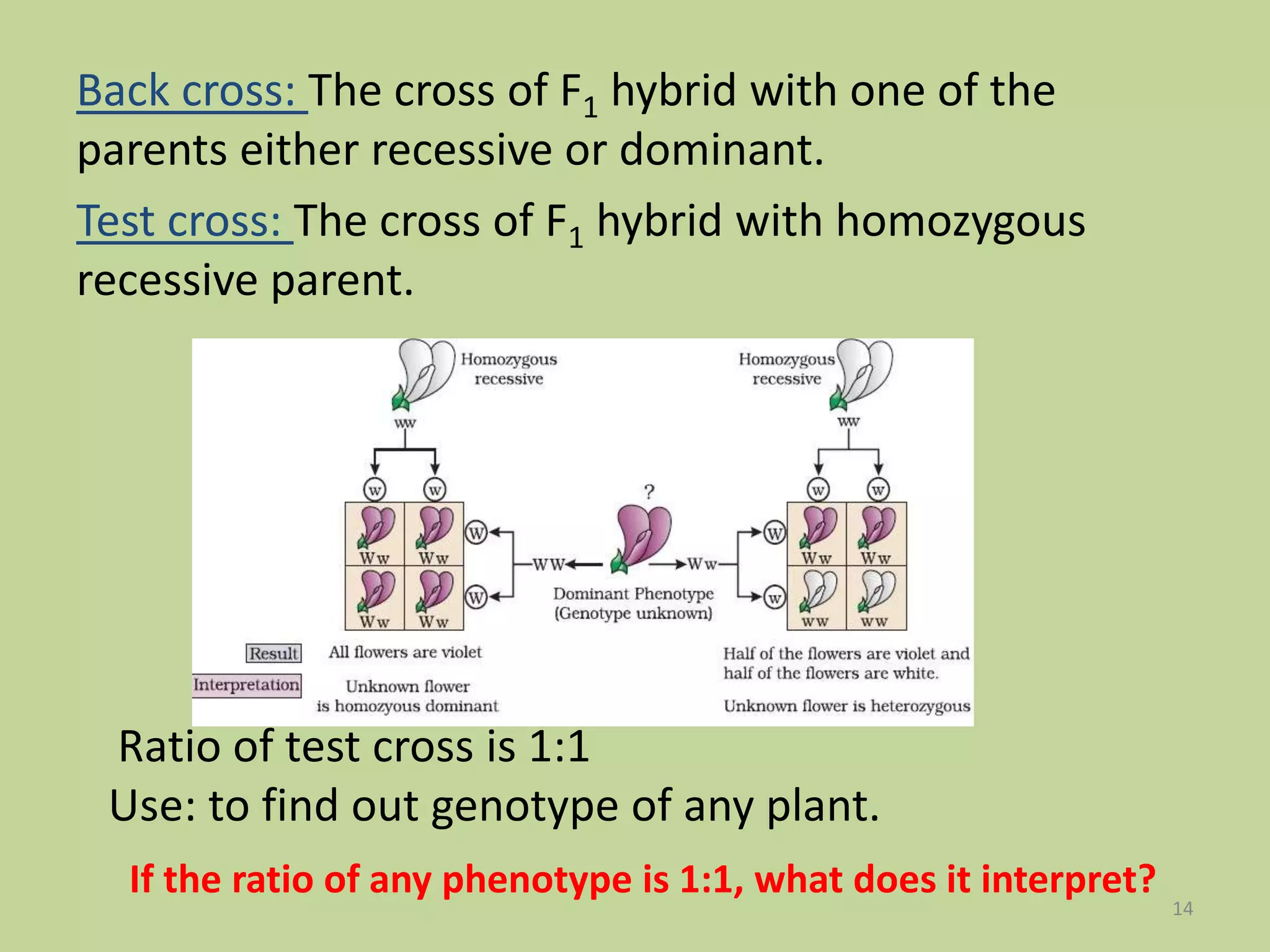 Inheritance and Variation | PDF