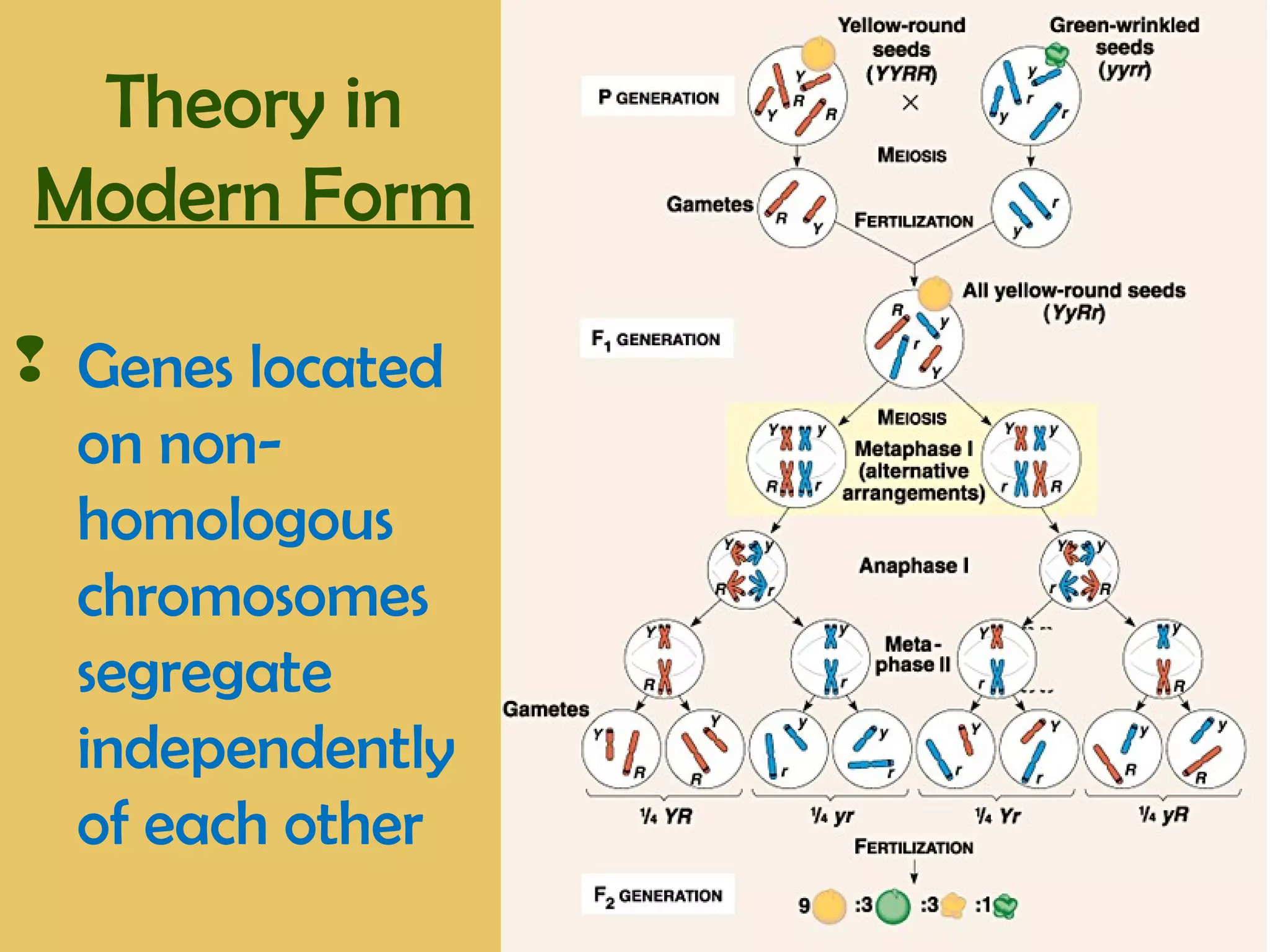 AP Biology Inheritance and chromosomal mutations | PPT