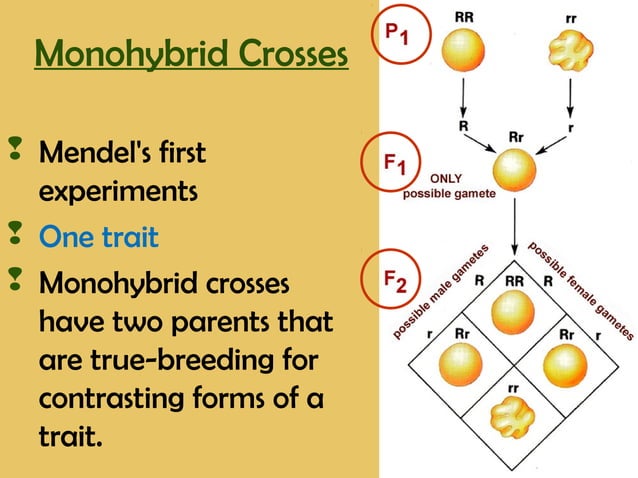 AP Biology Inheritance and chromosomal mutations | PPT
