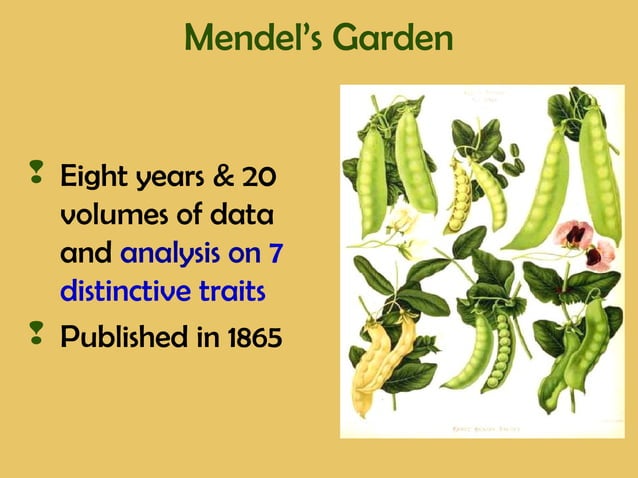 AP Biology Inheritance and chromosomal mutations | PPT