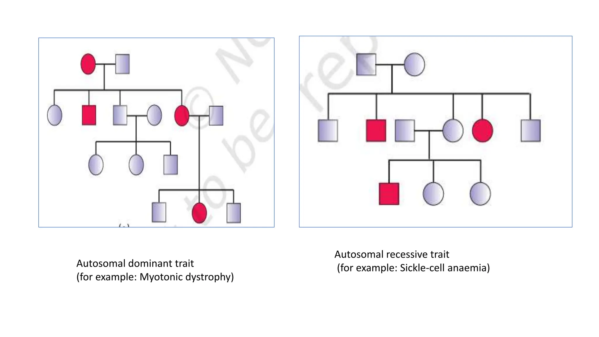Principles of Inheritance part II Class XII Biology .pptx