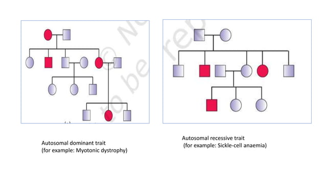 Principles of Inheritance part II Class XII Biology .pptx