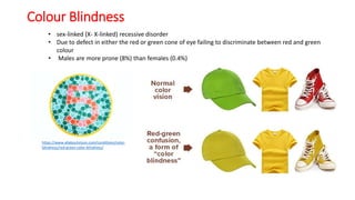 Principles of Inheritance part II Class XII Biology .pptx