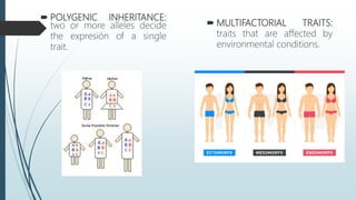Inheritance patterns | PPT