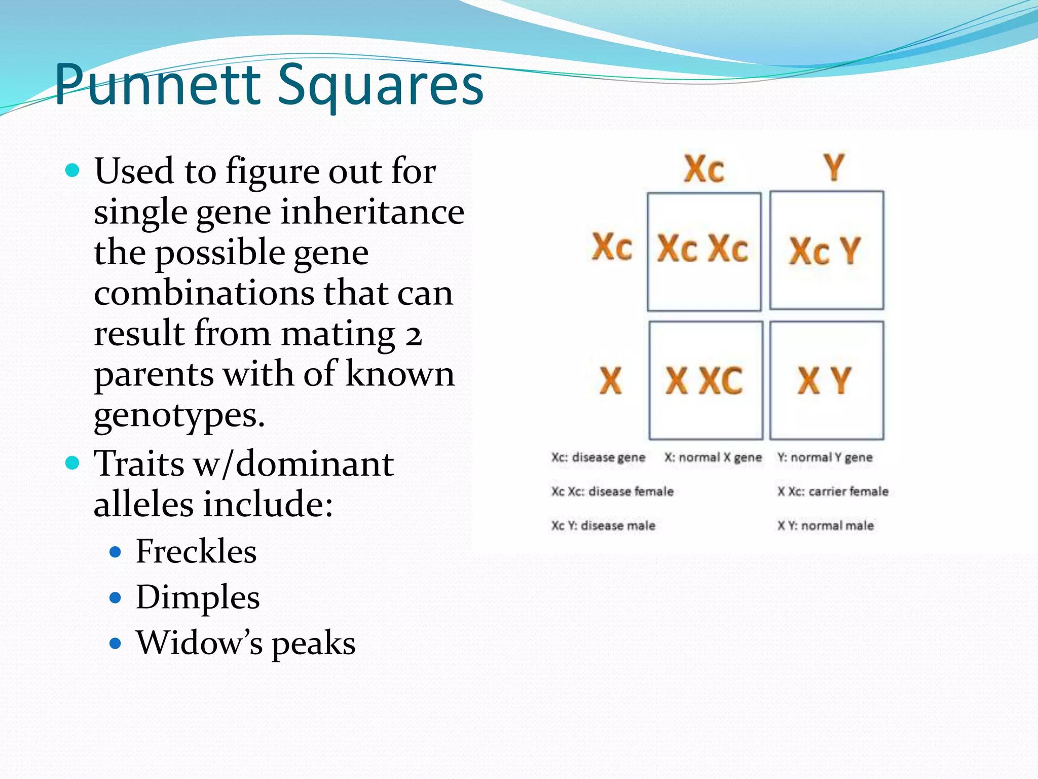 Types of Inheritance | PPTX