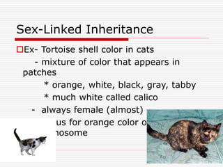 InheritancePPT.ppt