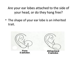 Inherited traits-and-learned-behaviors | PPT