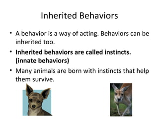 Inherited traits-and-learned-behaviors | PPT