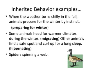 Inherited traits-and-learned-behaviors | PPT