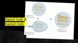 Inherited Change : DNA & Chromatids : cell division | PPTX