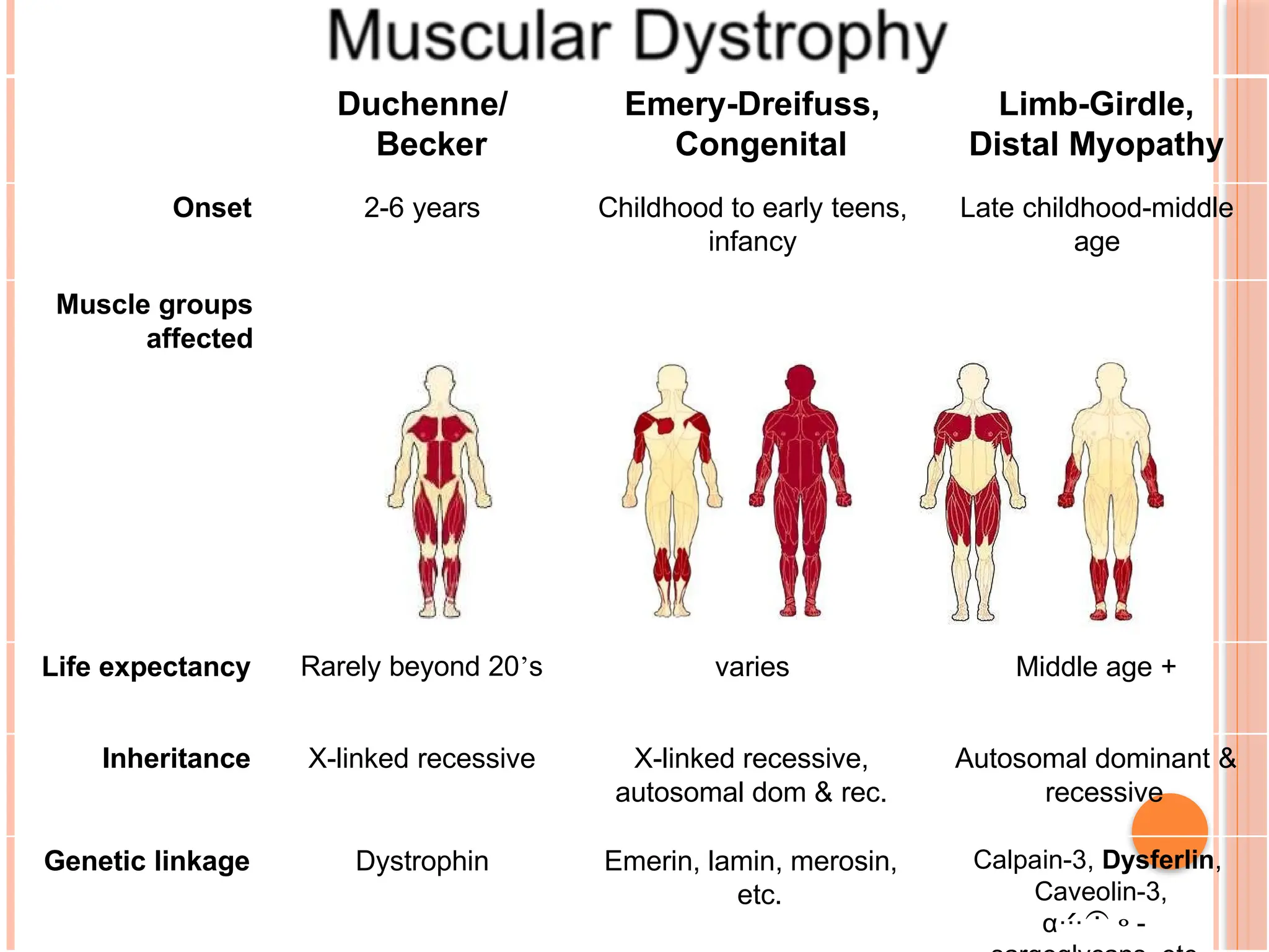 Inherited diseases of skeletal muscles.pptx