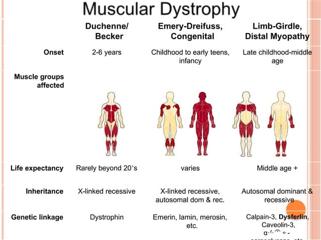 Inherited diseases of skeletal muscles.pptx